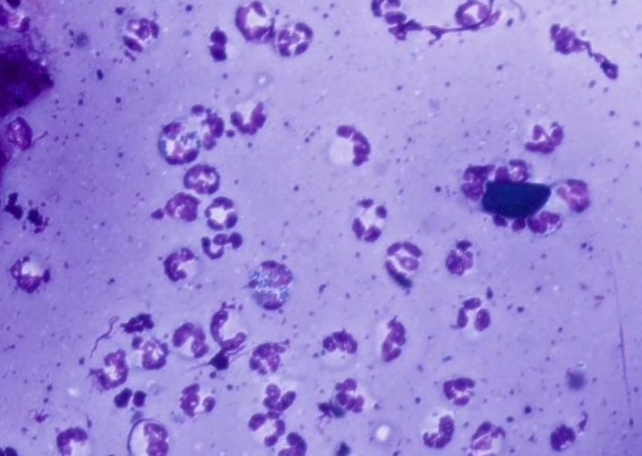 Vetscan Imagyst AI Dermatology Data | Zoetis